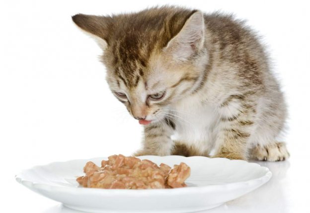 When Do Kittens Start Eating Food? A Vet Explains - Cats.com