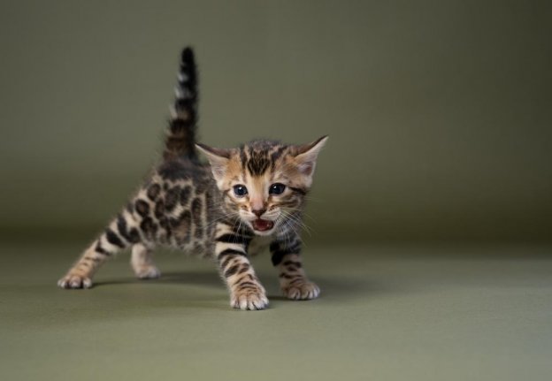 What Does It Mean When a Cat Puffs up Their Tail? - Cats.com