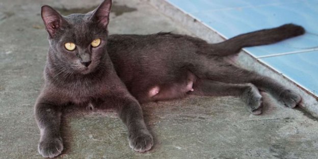 Mastitis in Cats: Causes, Symptoms, & Treatment - Cats.com