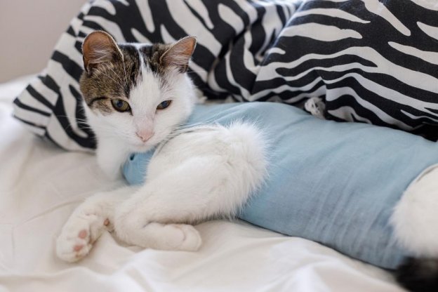 Mastitis in Cats: Causes, Symptoms, & Treatment - Cats.com