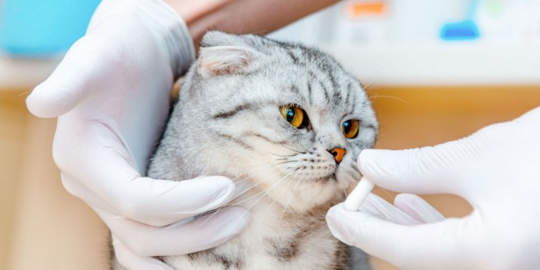 Azodyl for Cats: Overview, Dosage, & Side Effects - Cats.com
