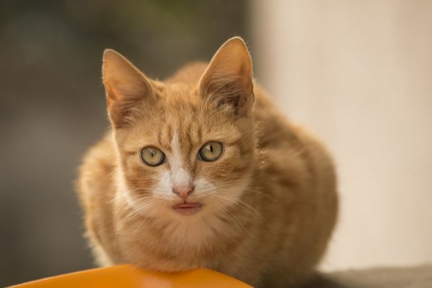 Cat Burping: What's Normal and What's Not - Cats.com