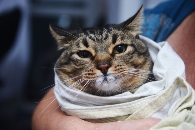 How to Give Cats Liquid Medicine - Cats.com