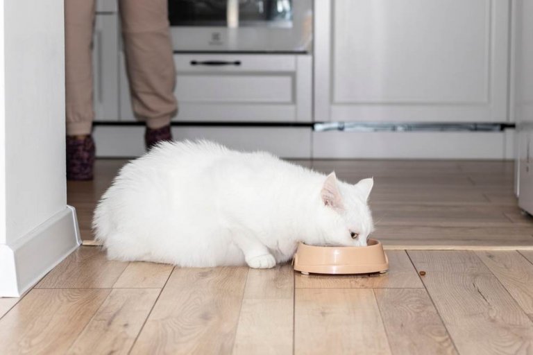 Miscarriage in Cats: Causes, Symptoms & Treatment - Cats.com