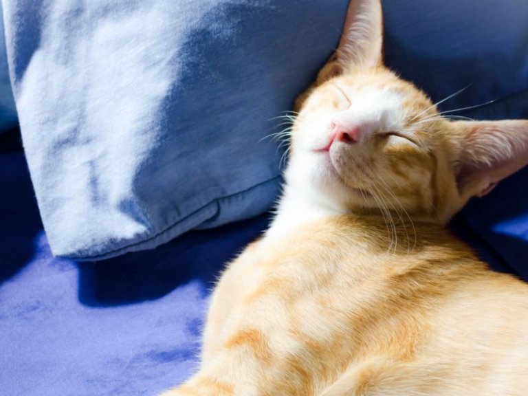 7 Common Cat Vocalizations and What They Mean - Cats.com