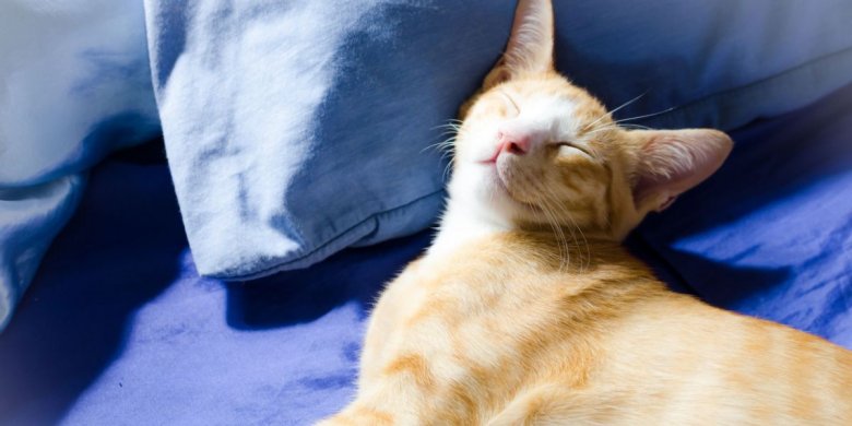 Can Cats Smile? What's Really Behind That Adorable Smile? - Cats.com