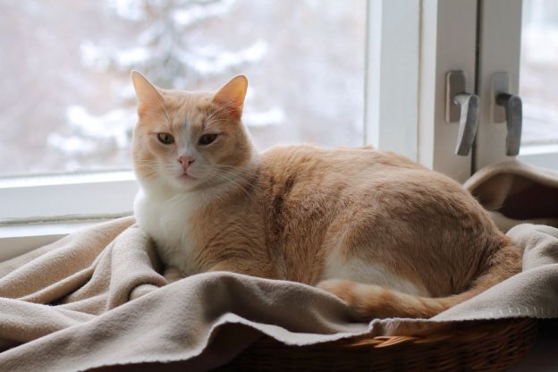Can Cats Actually Survive in the Cold? - Cats.com