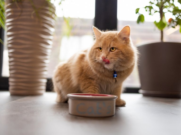 Cat Psychology Archives - Cats.com