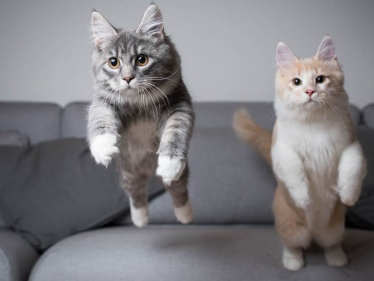 Do Mother Cats Discipline Their Kittens? A Veterinarian Explains - Cats.com