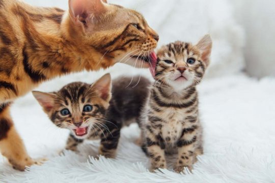15 Fascinating Facts About Female Cats - Cats.com