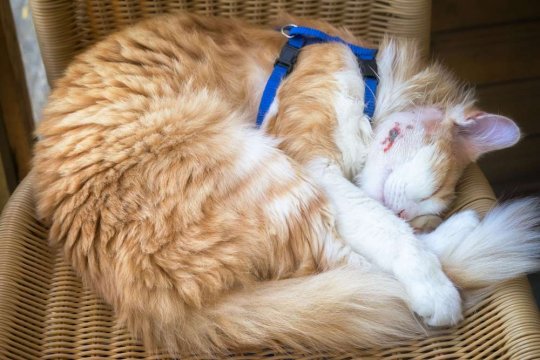 Bot Fly in Cats: Causes, Symptoms, and Treatment - Cats.com