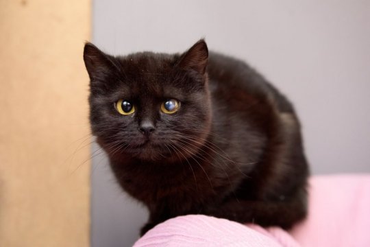 10 Most Common Eye Problems in Cats - Cats.com