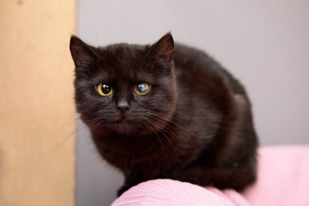 10 Most Common Eye Problems in Cats - Cats.com