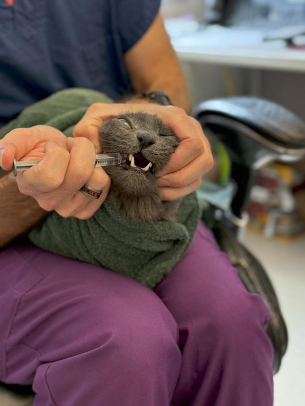 How to Give Cats Liquid Medicine - Cats.com