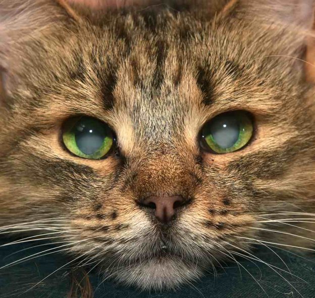 10 Most Common Eye Problems in Cats - Cats.com
