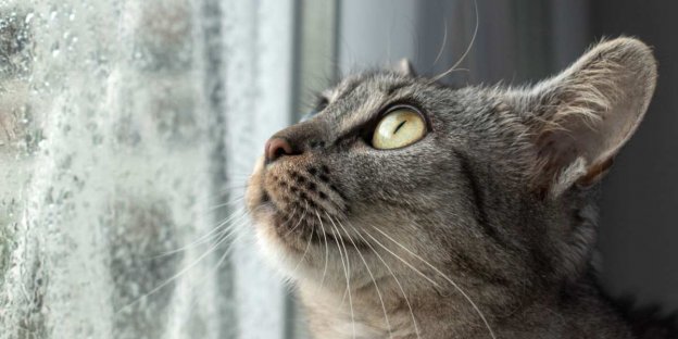 How to Calm Your Cat During a Thunderstorm - Cats.com