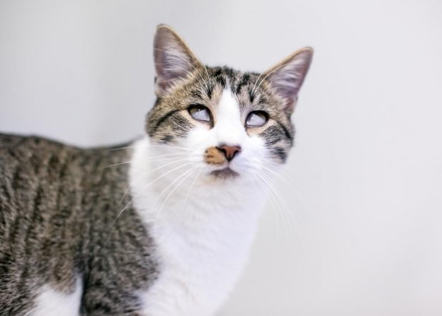10 Most Common Eye Problems in Cats - Cats.com