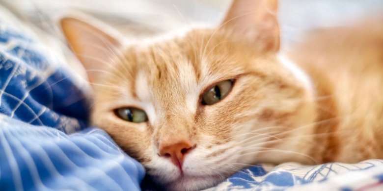 Bile Duct Obstructions in Cats: Causes, Symptoms, and Treatment - Cats.com