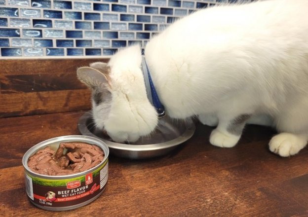 Unbiased Ashland Farms Cat Food Review - Cats.com
