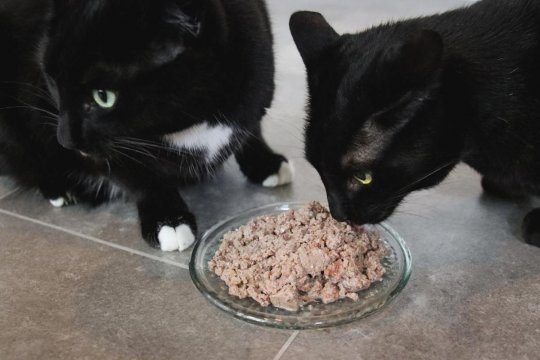 How To Deal With Food Aggression in Cats - Cats.com
