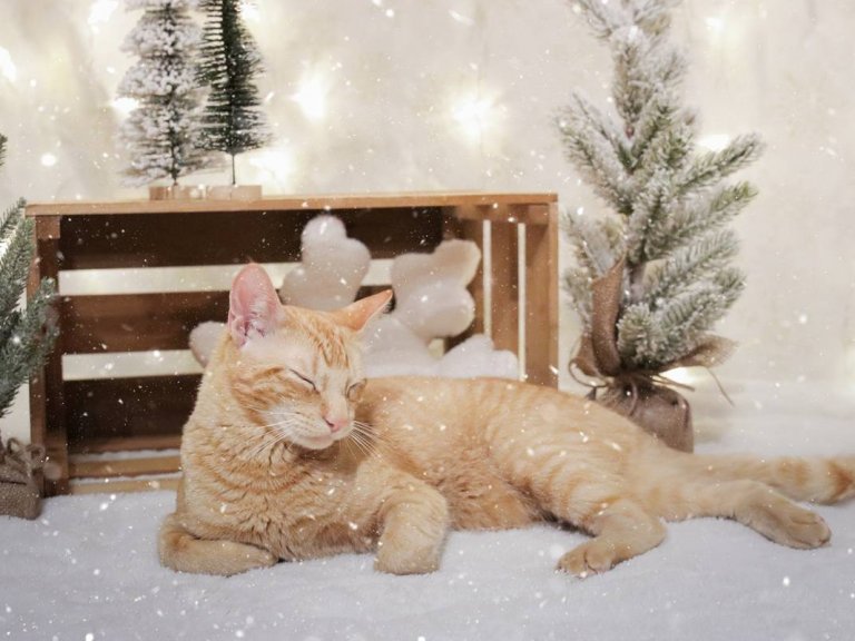 Cat Basics - Cats.com