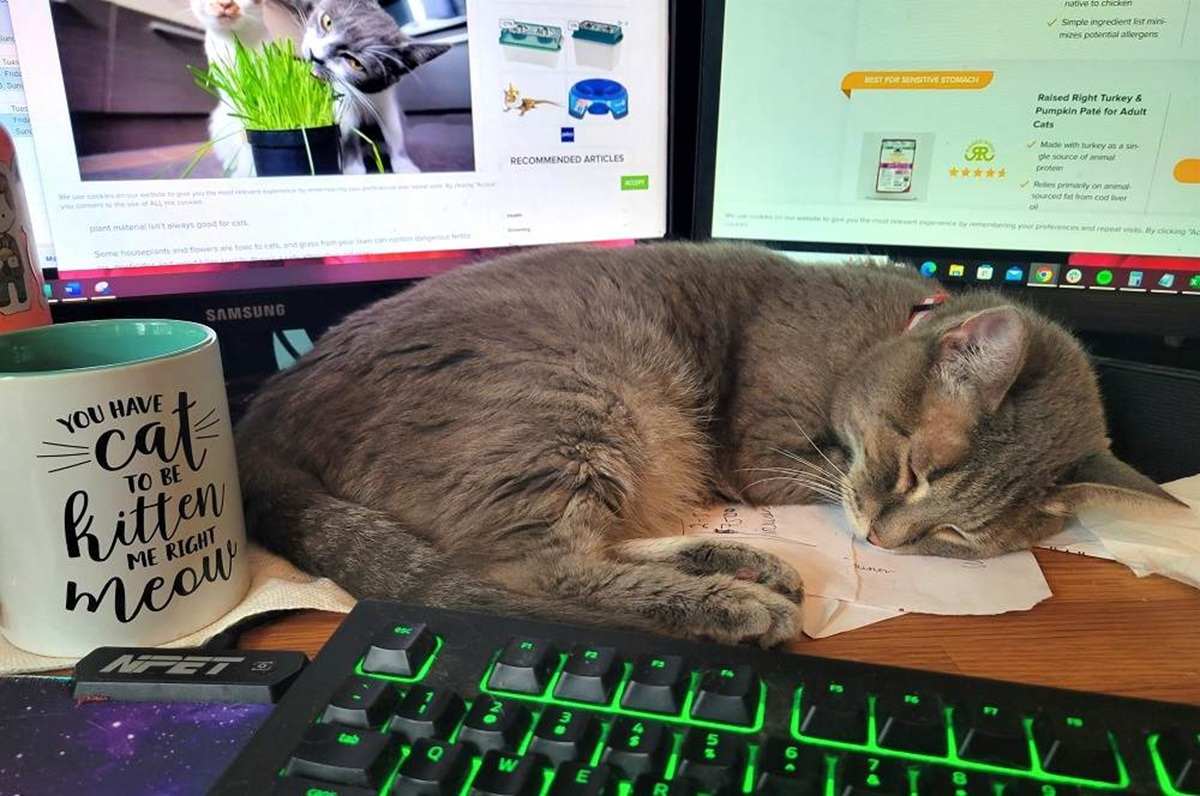 The 10 Best Cat Products of 2024 - Cats.com