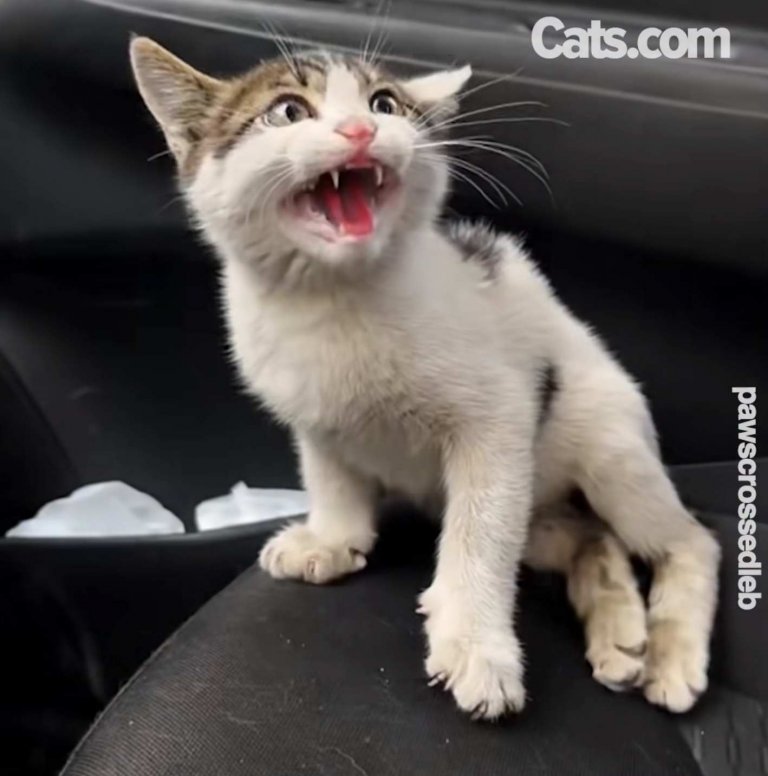 Paralyzed Cat No One Wanted Finally Finds a Loving Home - Cats.com