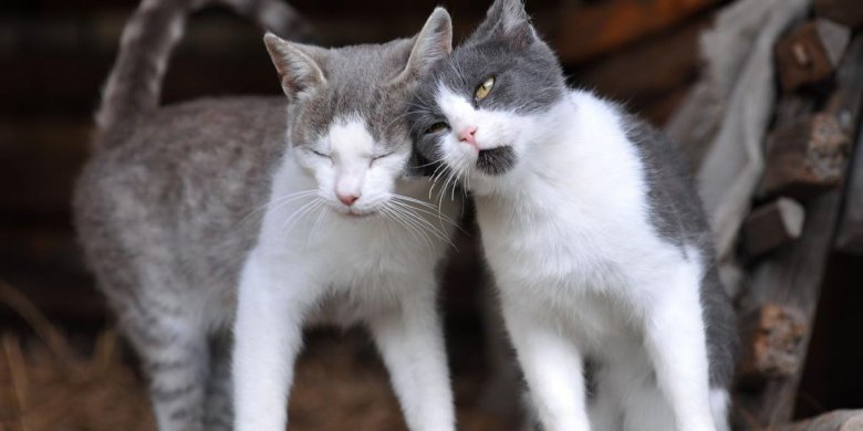 Male vs Female Cats: Appearances, Personalities, and Behaviors - Cats.com