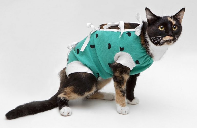 Biopsy Your Cats: Cost, Procedure And Recovery - Cats.com