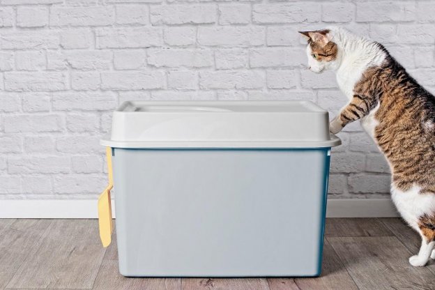 10 Simple Ways To Keep the Litter Box Area Clean - Cats.com
