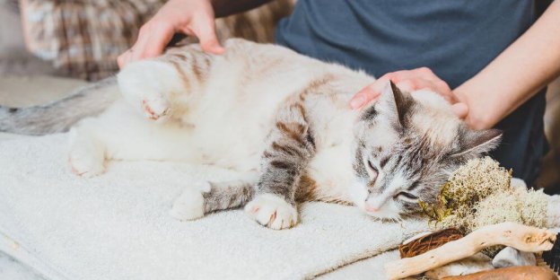 Hydrotherapy for Cats: Principles, Applications, and Effectiveness ...