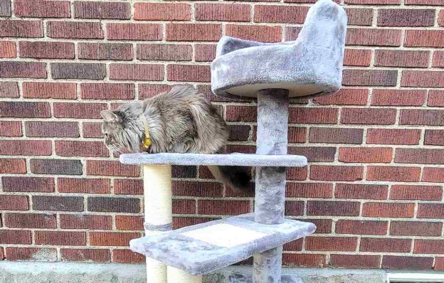 How to Clean a Cat Tree In 6 Simple Steps - Cats.com