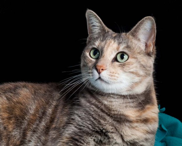 Facts About Torbie Cats - Cats.com