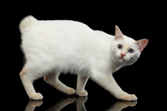 10 Popular and Rare Russian Cat Breeds - Cats.com