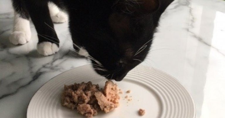 How to Change Your Cat’s Food in 10 Simple Steps - Cats.com