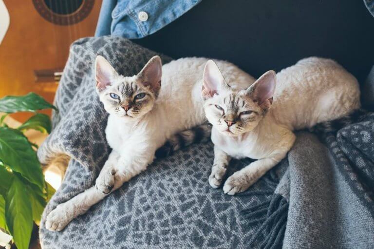 Meet 6 Curly-Haired Cat Breeds We Love - Cats.com