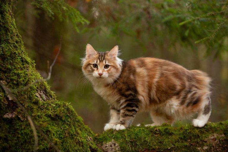 11 Popular and Rare Russian Cat Breeds - Cats.com