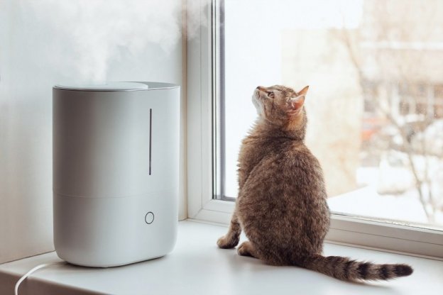Why Is My Kitten Sneezing? A Vet Explains - Cats.com