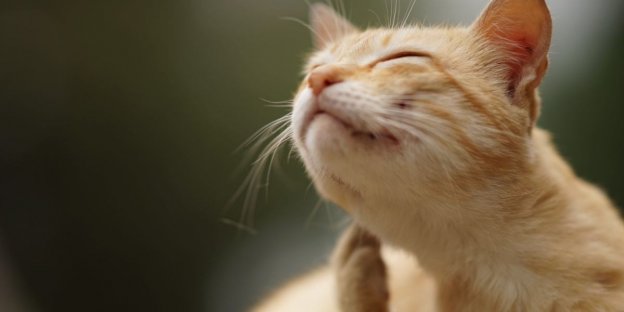 Flea Allergy Dermatitis in Cats: Causes, Symptoms, and Treatment - Cats.com