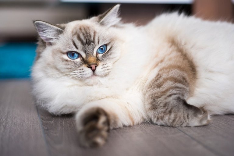 12 Calm Cat Breeds for Your Relaxed Lifestyle - Cats.com