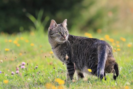 55 Spring Cat Names With Meanings - Cats.com