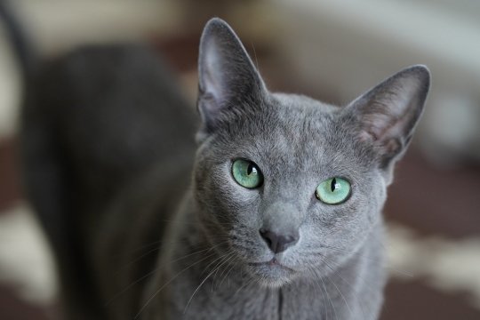 12 Calm Cat Breeds for Your Relaxed Lifestyle - Cats.com