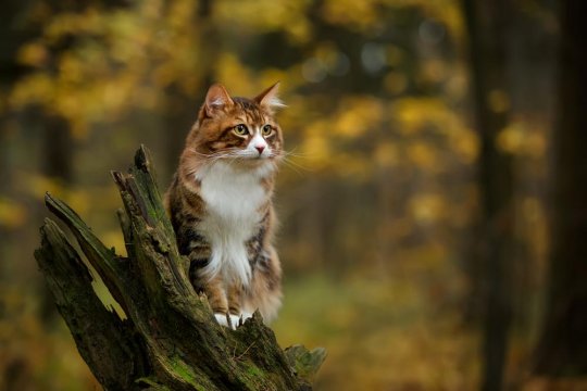 100 Nature Themed Cat Names With Meanings - Cats.com