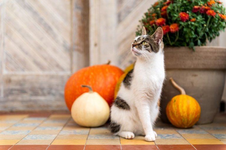 100 Three-Legged Cat Names With Meanings for Your Unique Cat - Cats.com