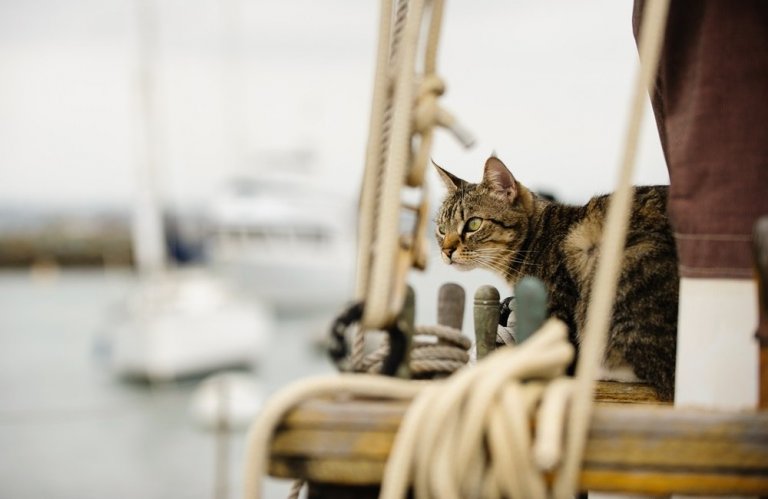 100 Pirate Cat Name Ideas With Meanings for Your Adventurous Cat - Cats.com