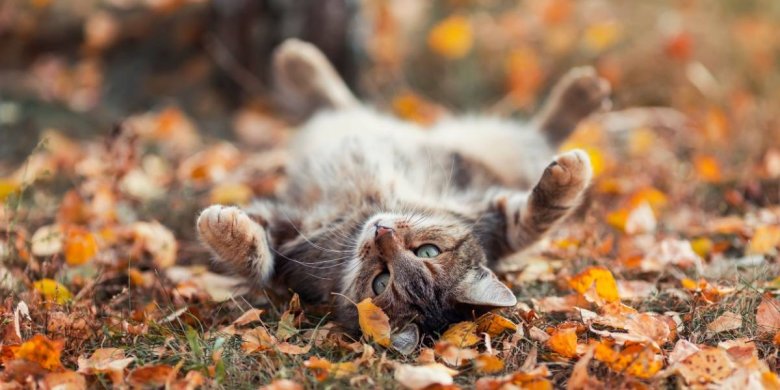 75 Fall-Inspired Cat Names With Meanings for Your Cozy Cat - Cats.com