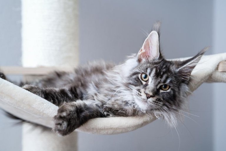 100 Cat Names Ending in Y or IE With Meanings - Cats.com