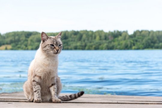 100 Pirate Cat Name Ideas With Meanings for Your Adventurous Cat - Cats.com