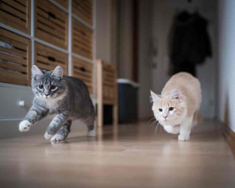 100 Yellow Cat Name Ideas With Meanings for Your Little Sunshine - Cats.com
