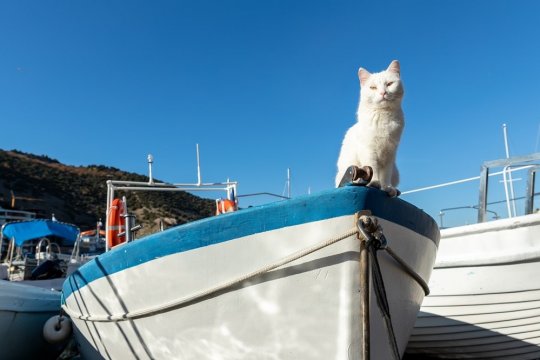 100 Pirate Cat Name Ideas With Meanings for Your Adventurous Cat - Cats.com